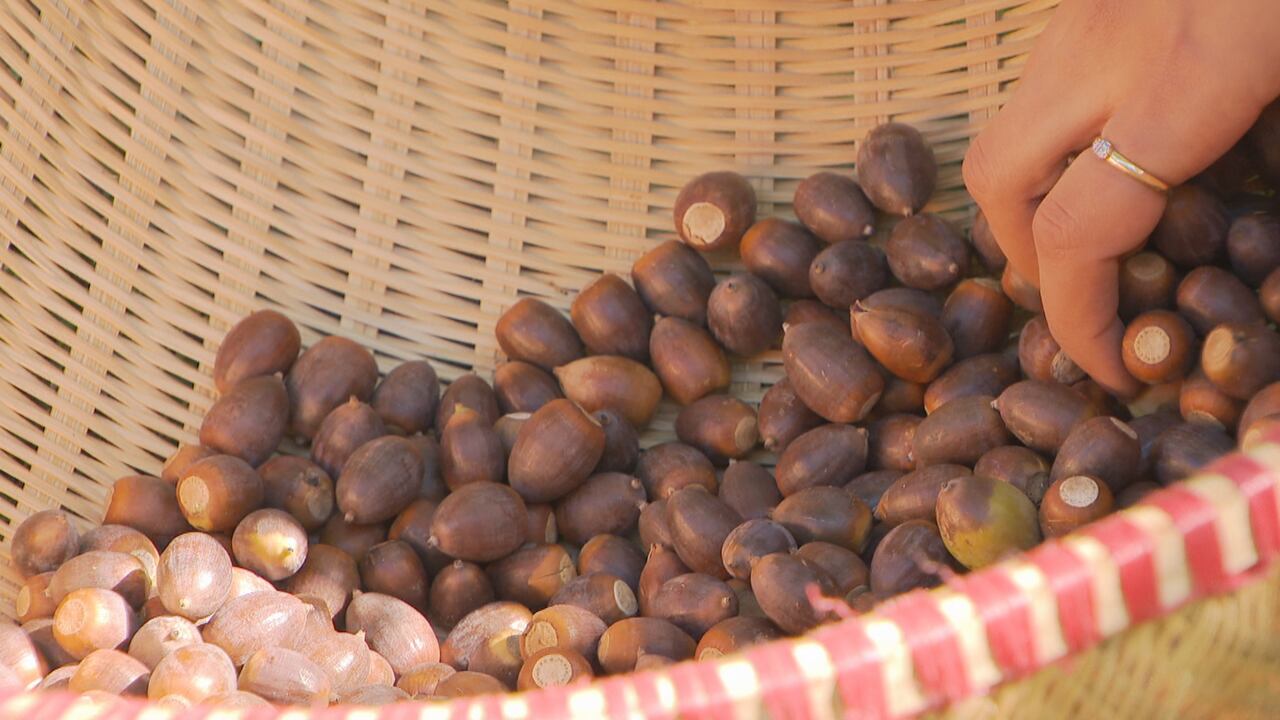 U of T students gather White Oak acorns at Queen's Park in an effort to ...