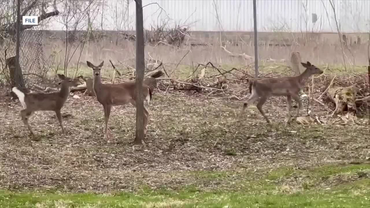 Meridian Township's successful deer management program faces potential ...