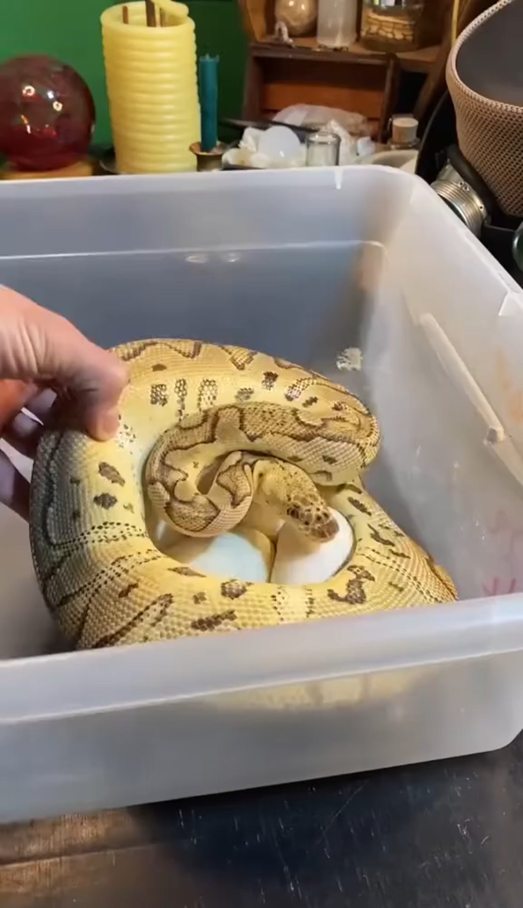 Pastel Clown Snake!