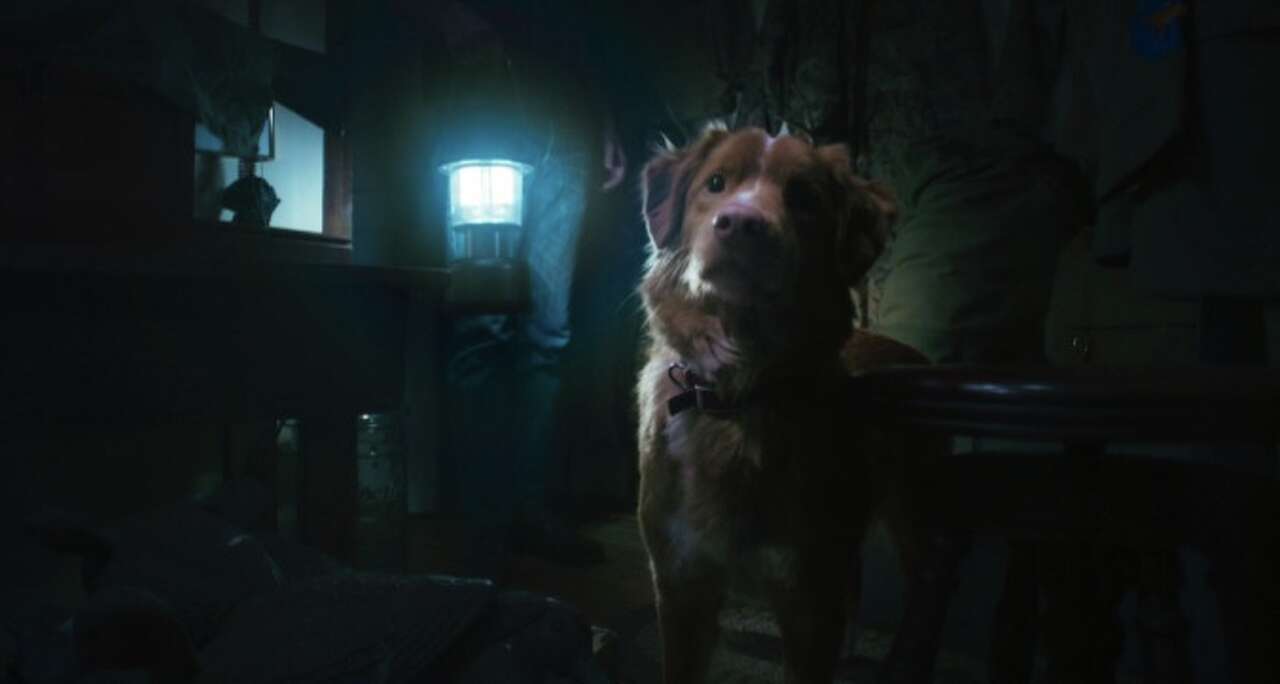 ‘Good Boy' review: Why you'll never look at dogs the same after ...