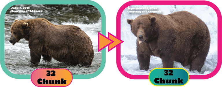 ‘Chunk’ the Brown Bear Finally Wins Fattest Bear Award