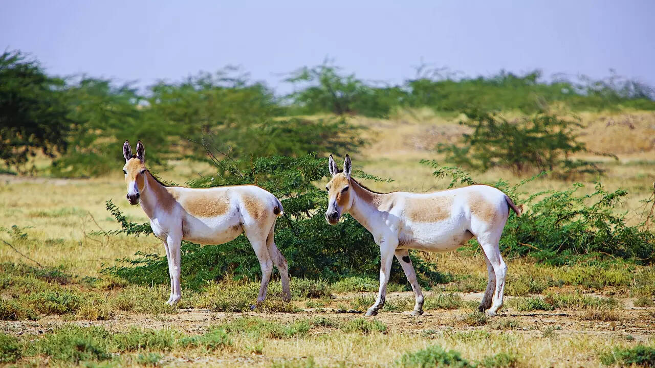 Why the Little Rann of Kutch is Gujarat’s best-kept secret