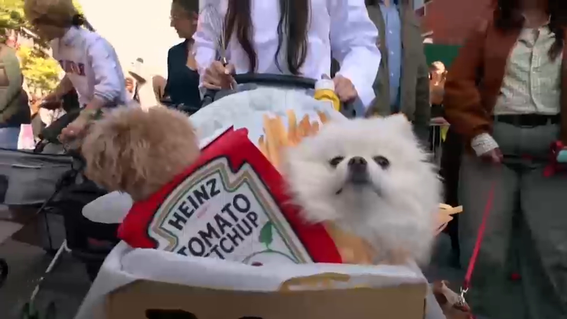 Annual Tompkins Square Halloween Dog Parade to return to East Village ...