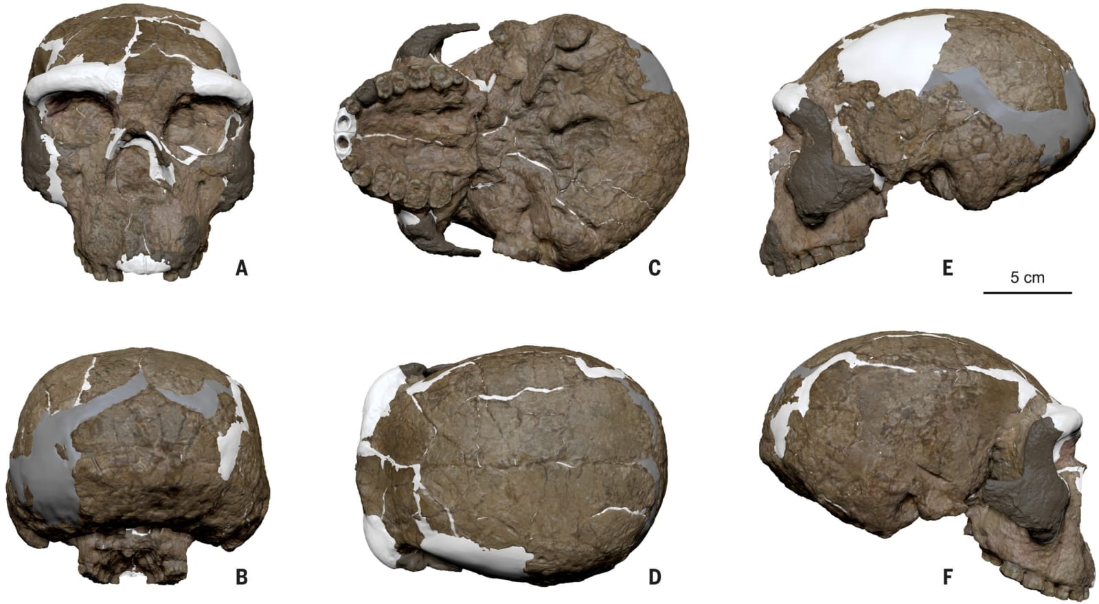 Million-year-old skull discovery rewrites the story of human evolution