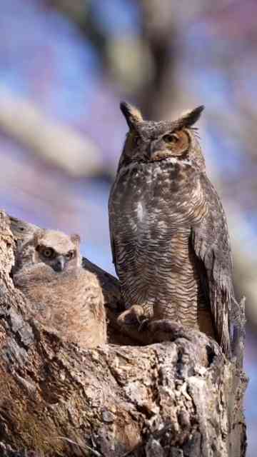 Last Moments Before Flight: Owl Mum & Chick