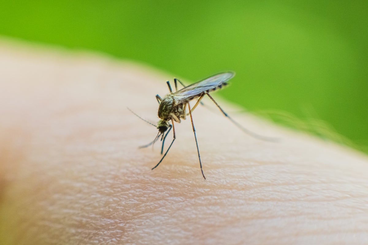 Warning issued as tropical disease-carrying mosquitoes found in UK