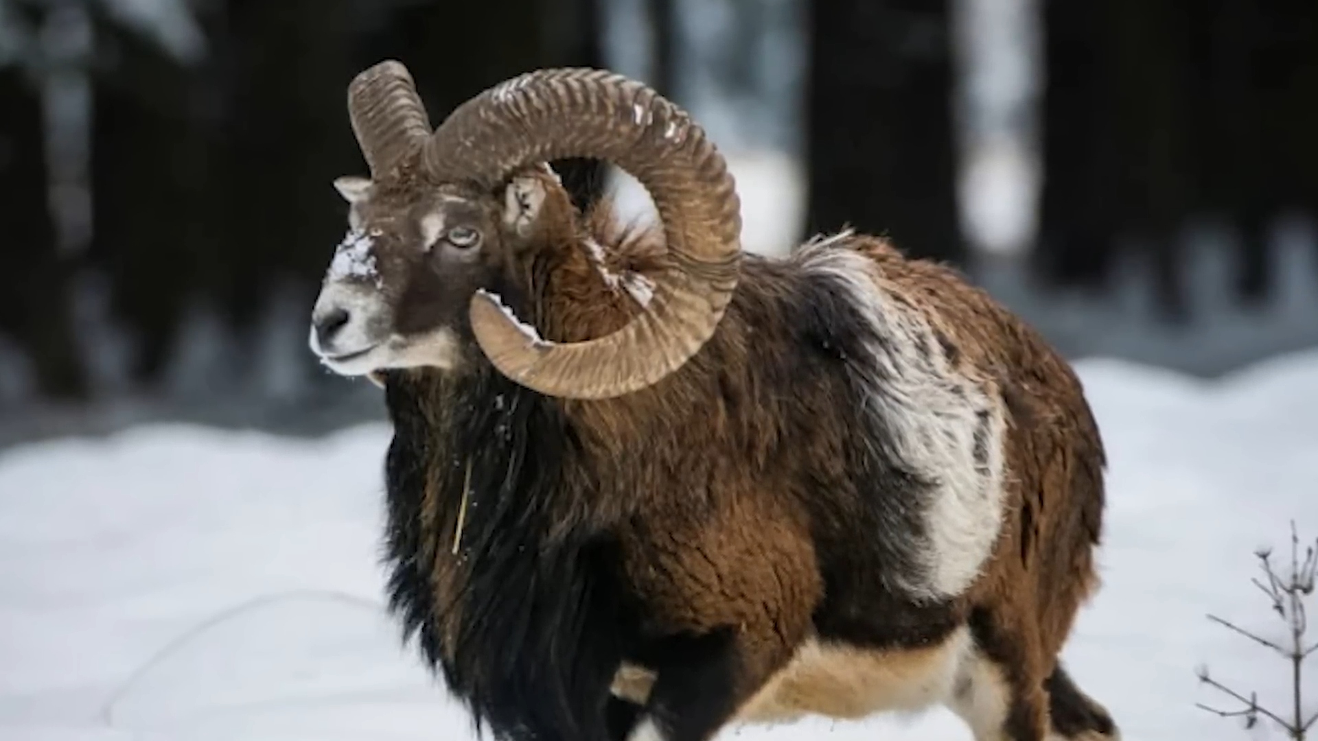 The Day Humans First Tamed Animals