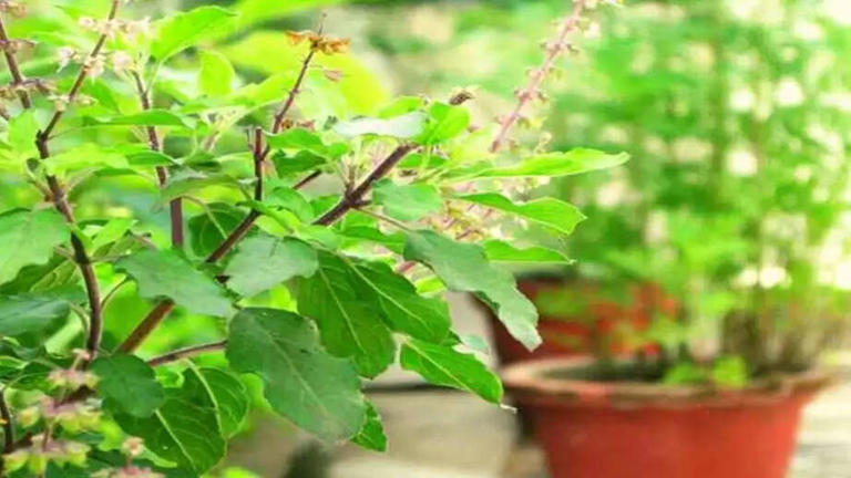 The Health Benefits and Risks of Tulsi: What You Need to Know