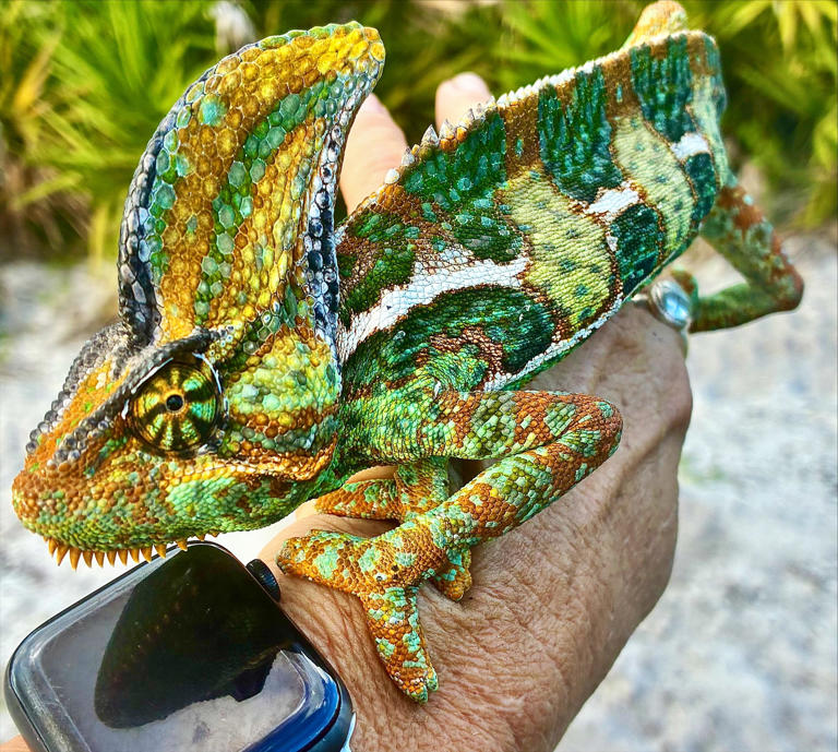 Critter close-up: Stunning Chameleon poses for video on our reporter's arm