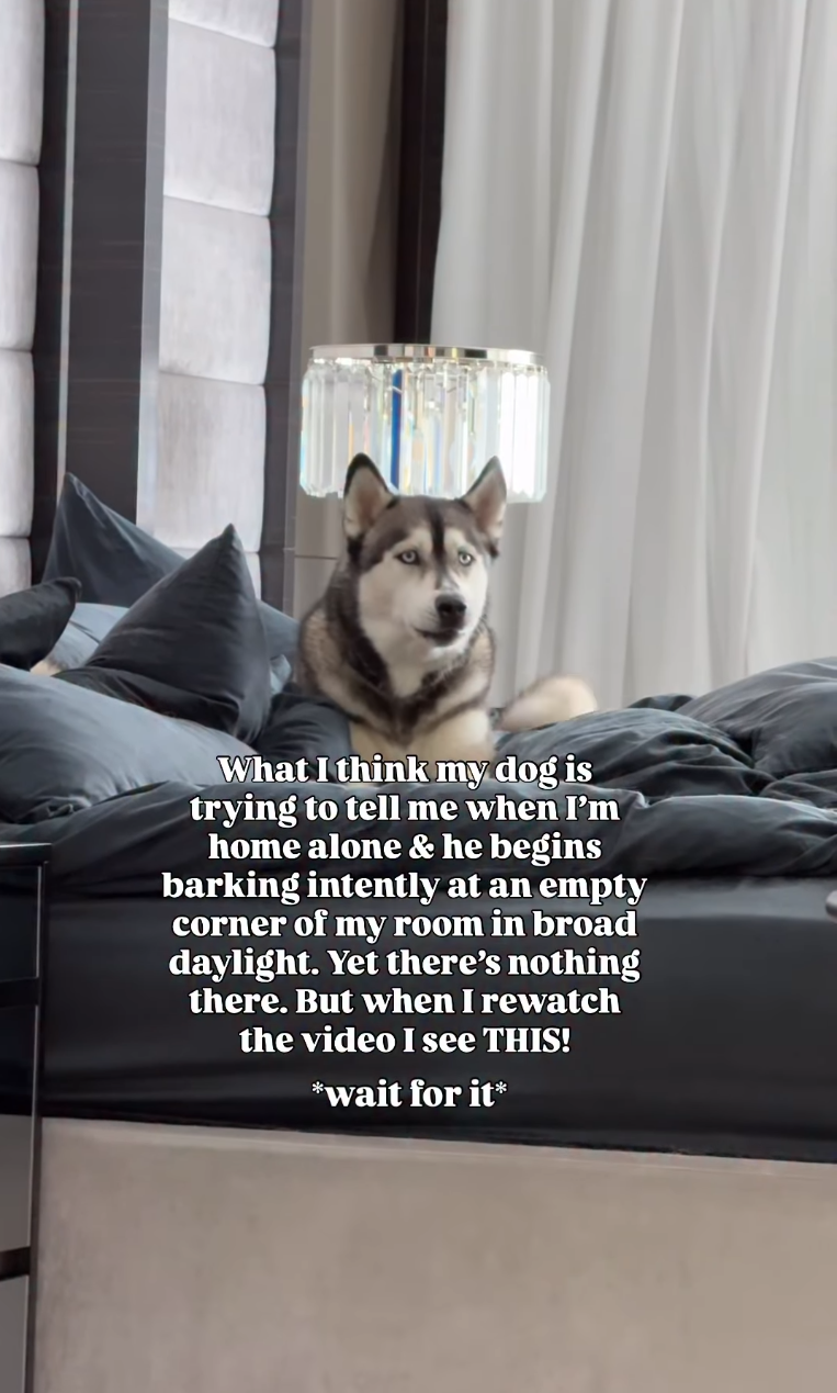 My Husky Saw Something I Couldn’t – And Then I Noticed It Too