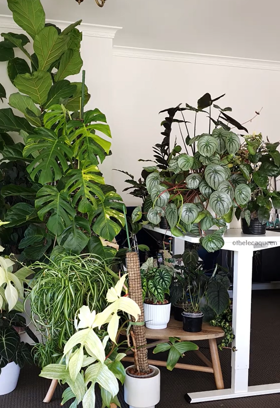 This Is My Happy Place | Indoor Plant Paradise
