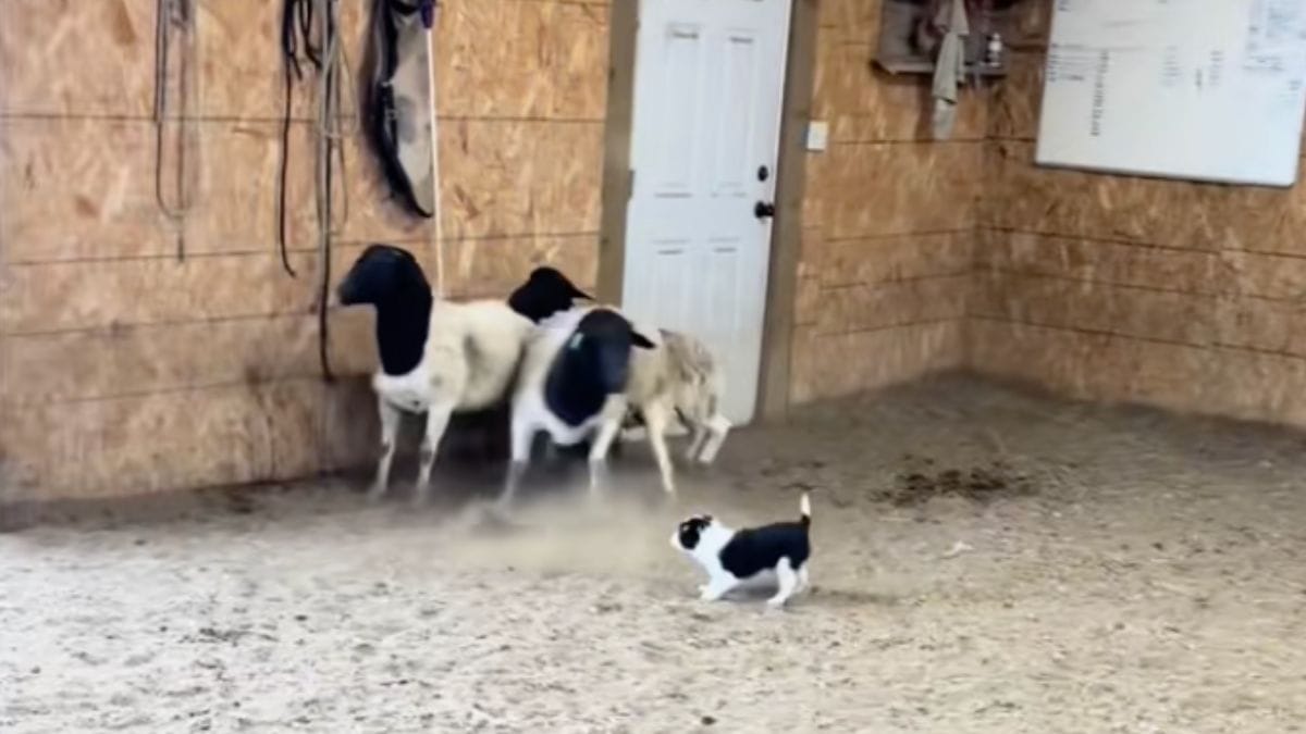 Video shows two puppies taking their first steps as farm guardians