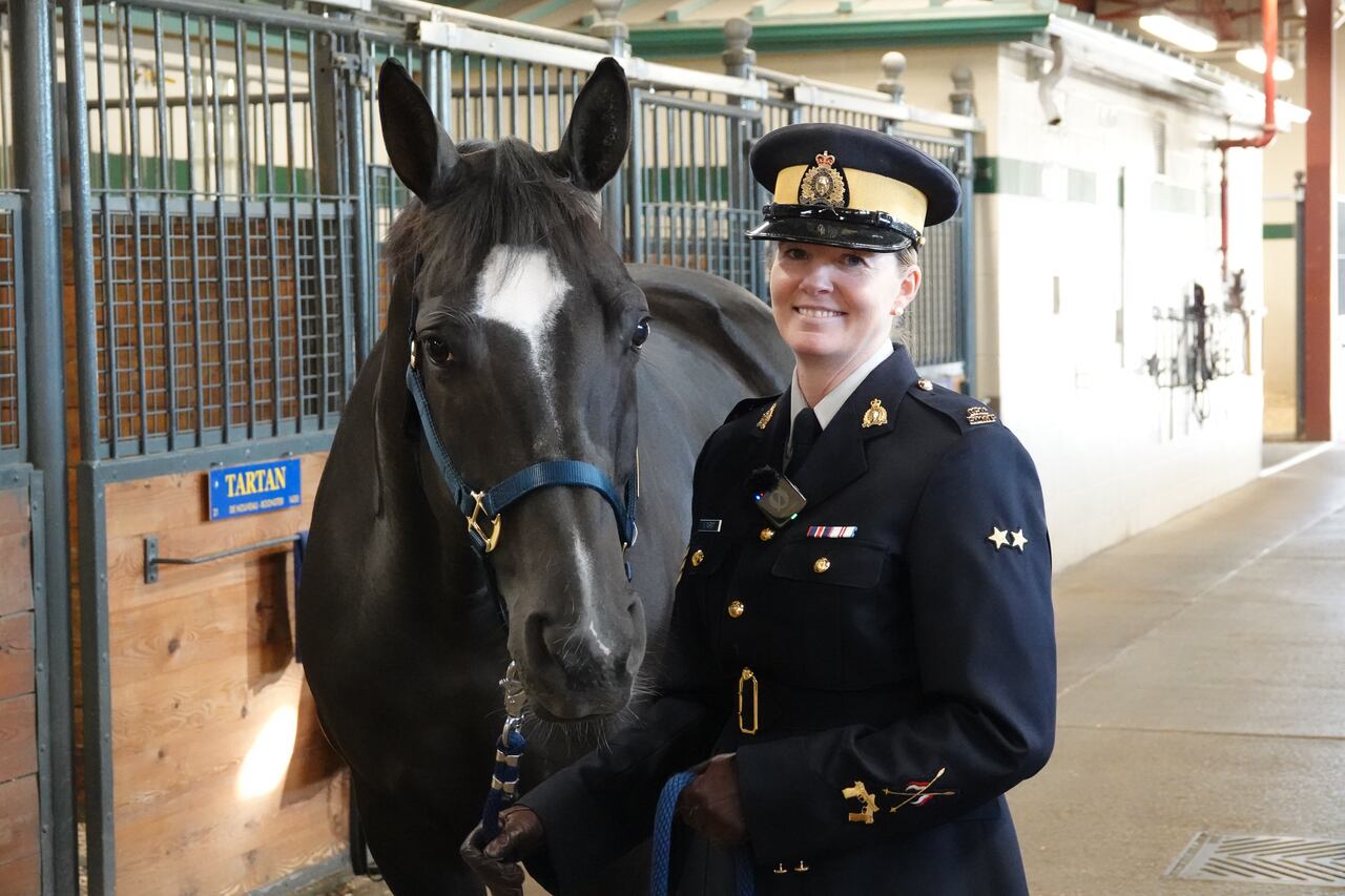 RCMP horse auction offers prized Hanoverians and semen for sale
