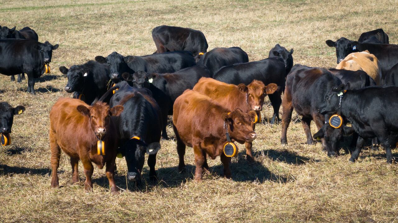 Don’t fence them in: Cows on P.E.I. testing e-collars as a better way ...