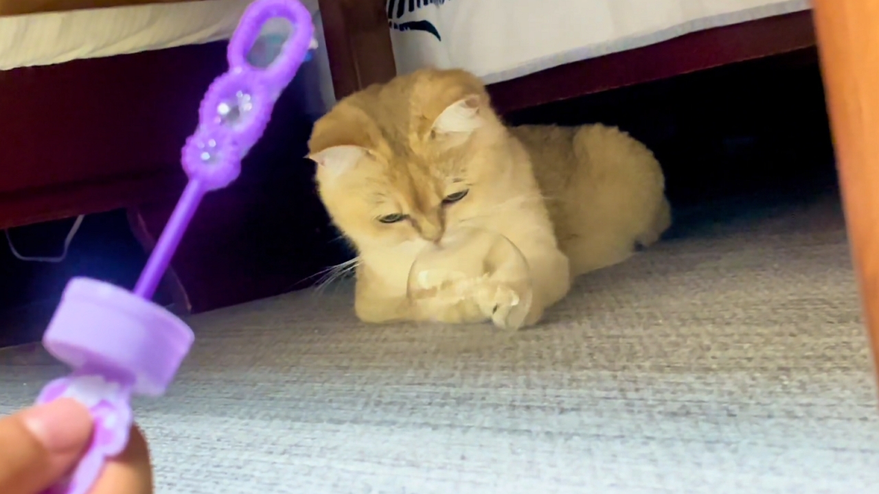 Cat plays with soap bubble in Shandong, China