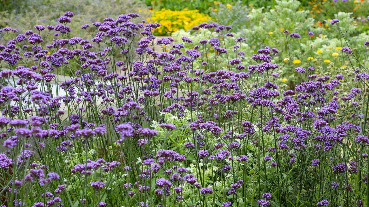 As an expert horticulturalist, here's how I divide verbena in fall – to ...
