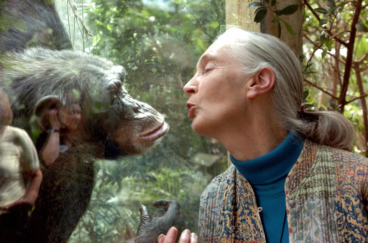 Scientists, stars, statespeople mourn Jane Goodall as one of world's ...