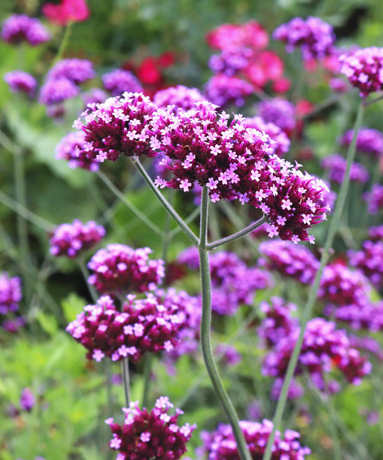 How to get the best blooms growing verbena in containers – six key ...