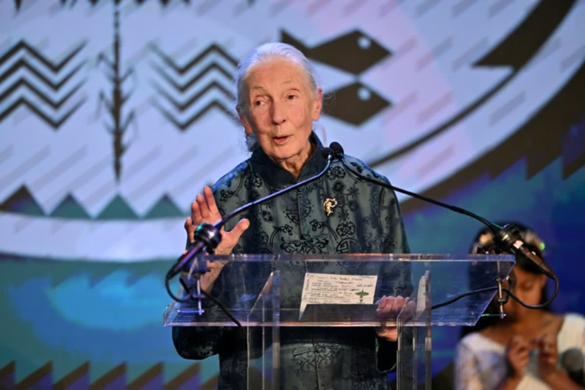 Jane Goodall Dead At 91: What Was Her Plagiarism Scandal Over 'Seeds of ...
