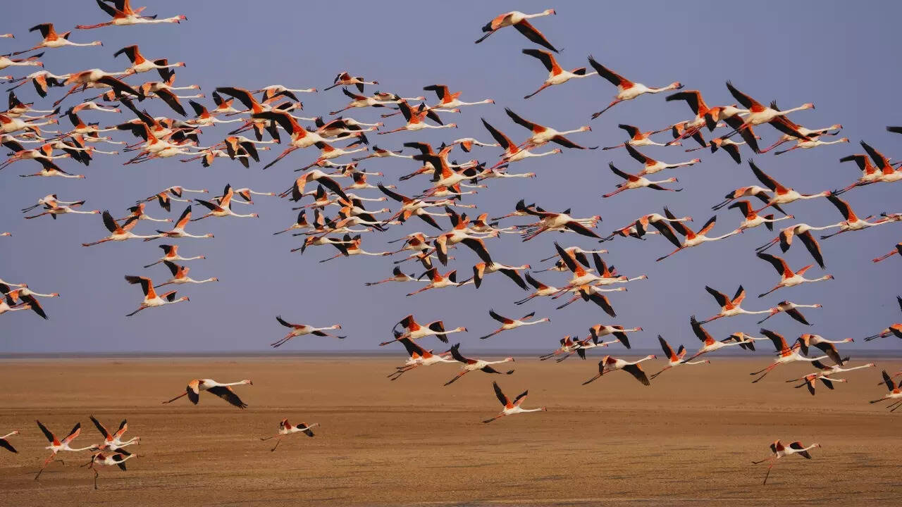 Why the Little Rann of Kutch is Gujarat’s best-kept secret