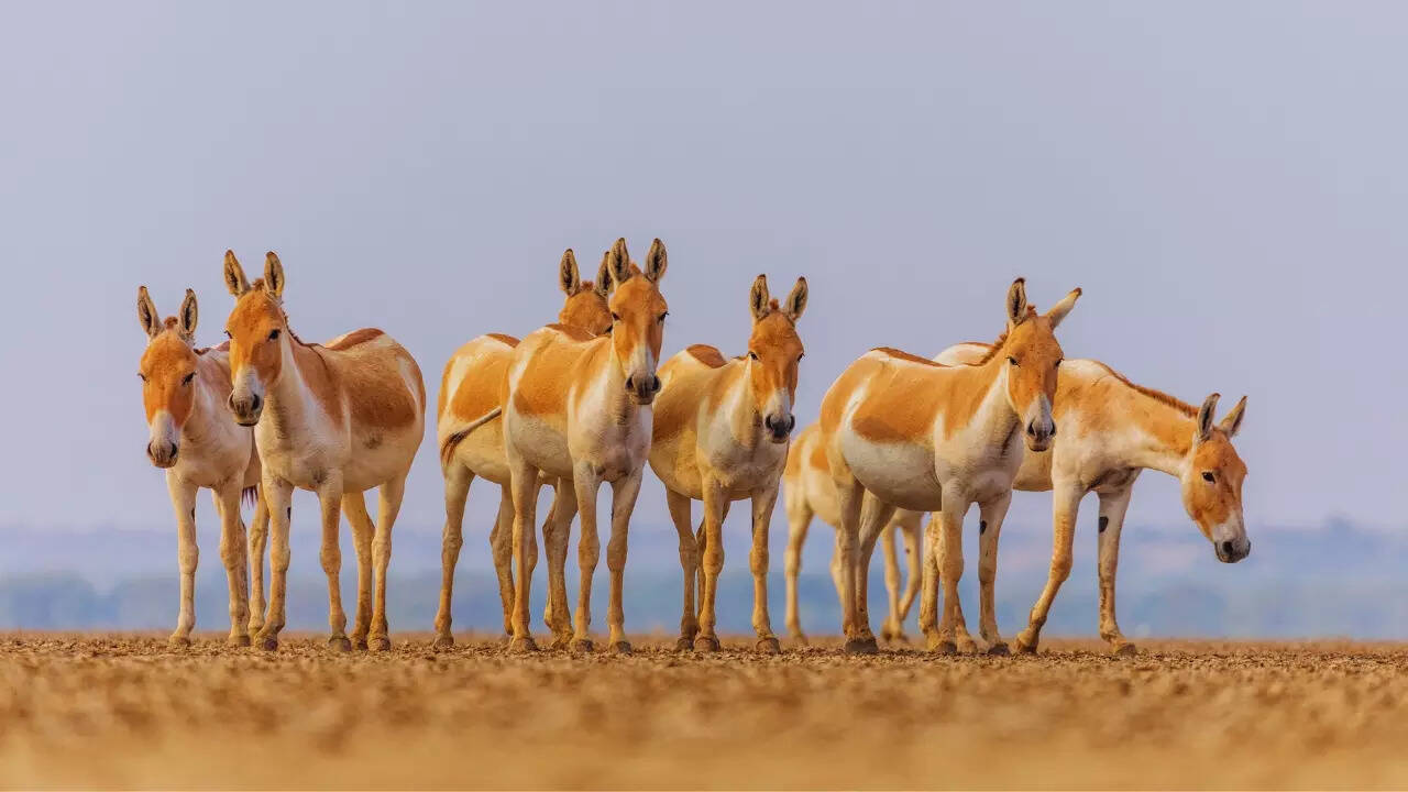 Why the Little Rann of Kutch is Gujarat’s best-kept secret