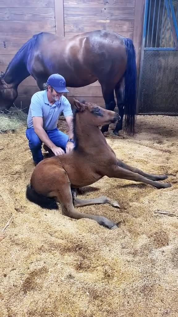 This spoiled foal knows who’s really in charge
