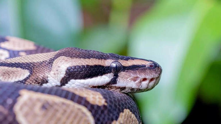 Python hangs 100 feet above ground in Kochi hostel, gets rescued after ...