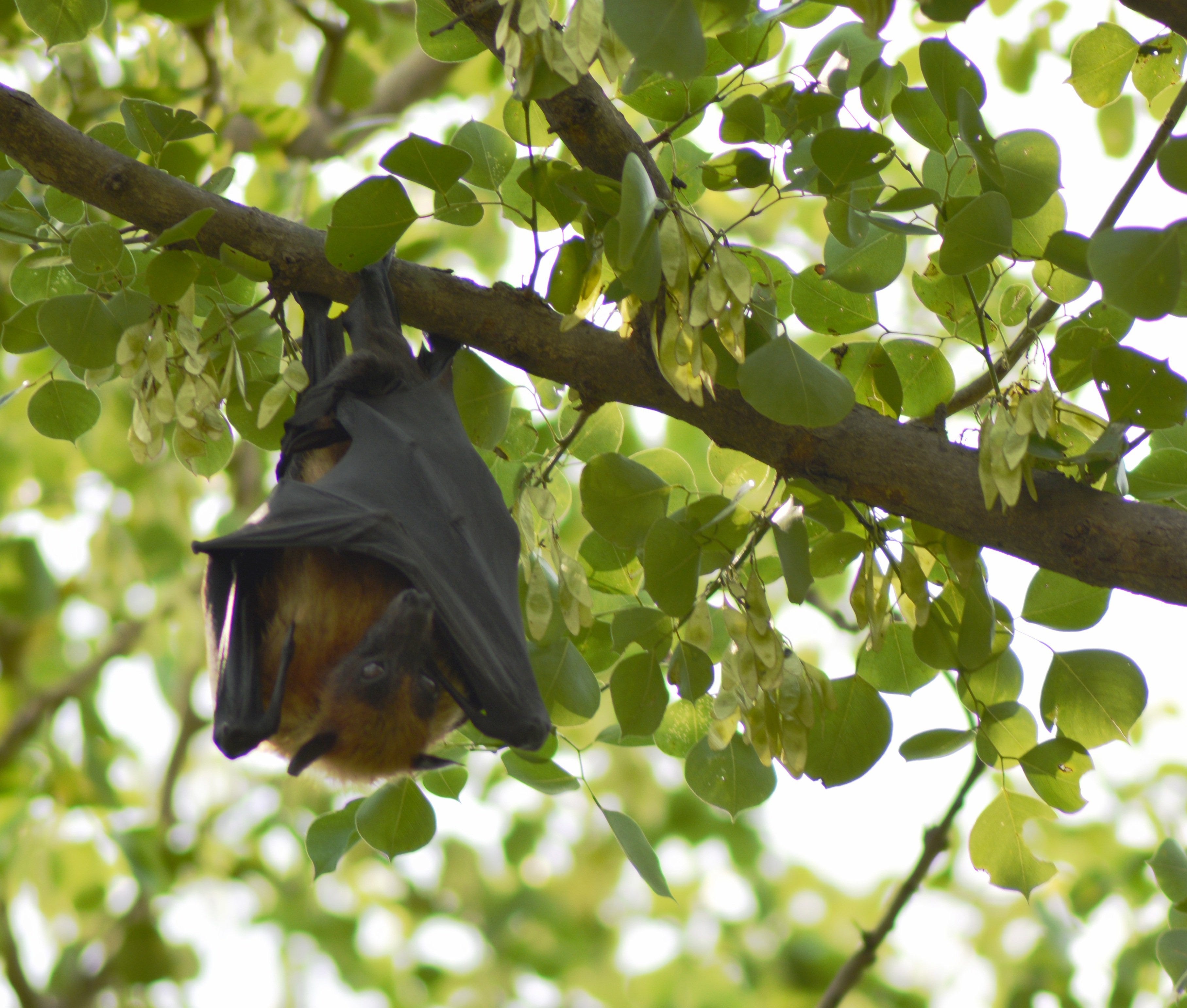 5 bats test positive for rabies in Tulare County. Health officials urge ...