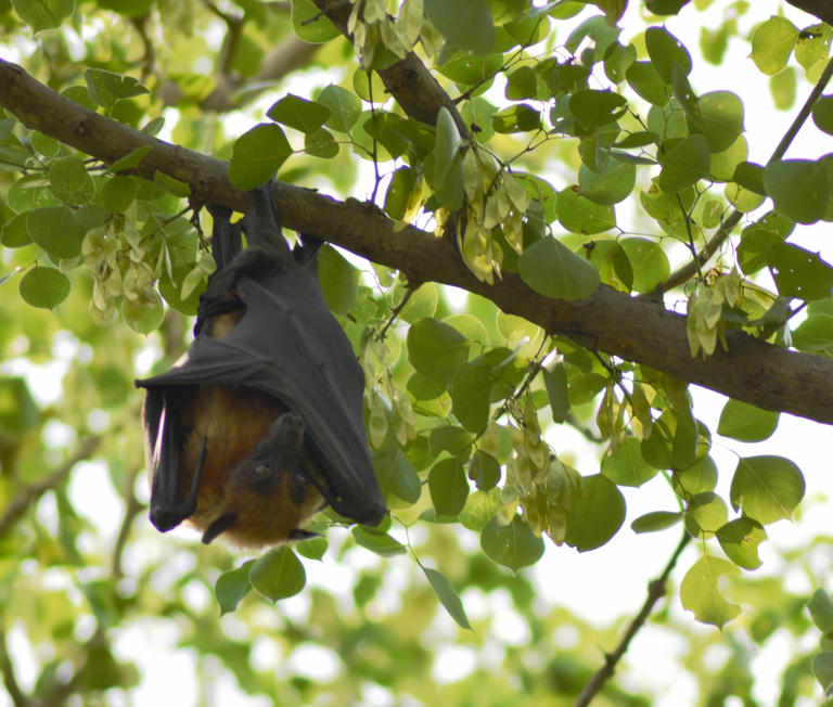 5 bats test positive for rabies in Tulare County. Health officials urge ...