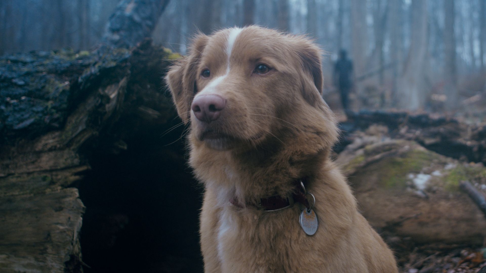 The Most Unique Horror Movie of the Last Decade Sets Digital Release Date