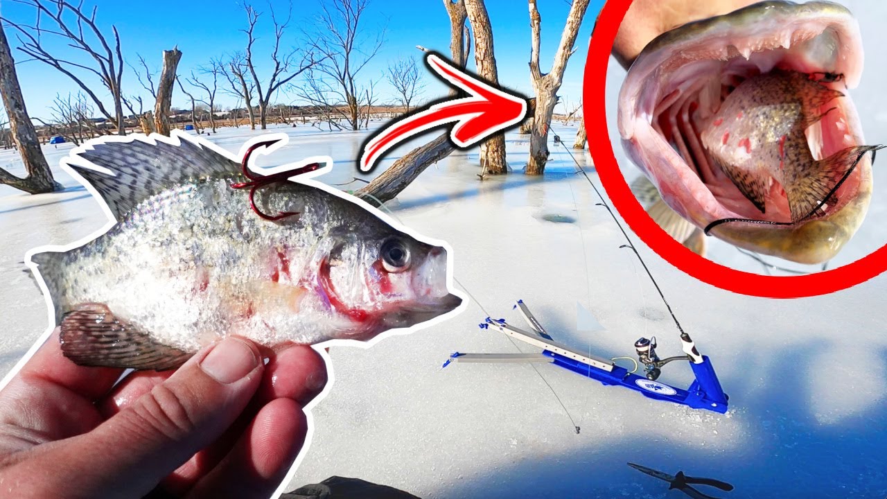 Whole crappie bait shredded by toothy ice predators