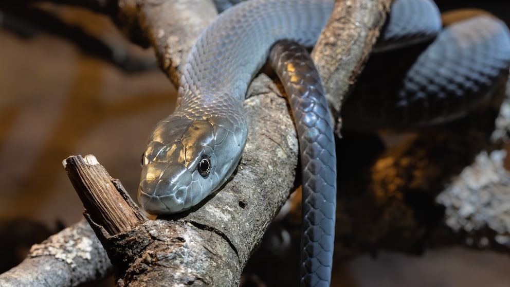 Schwarze Mamba Schwarze Mamba Gift Mythos Und Wahrheit Um Afrikas Todlichste Schlange