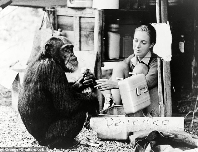 The hug that cemented Jane Goodall's life's work: Embrace with chimp ...