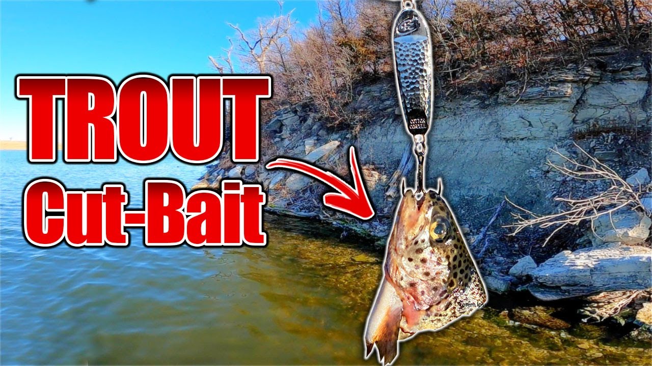 Using trout cut-bait lands giant winter catfish