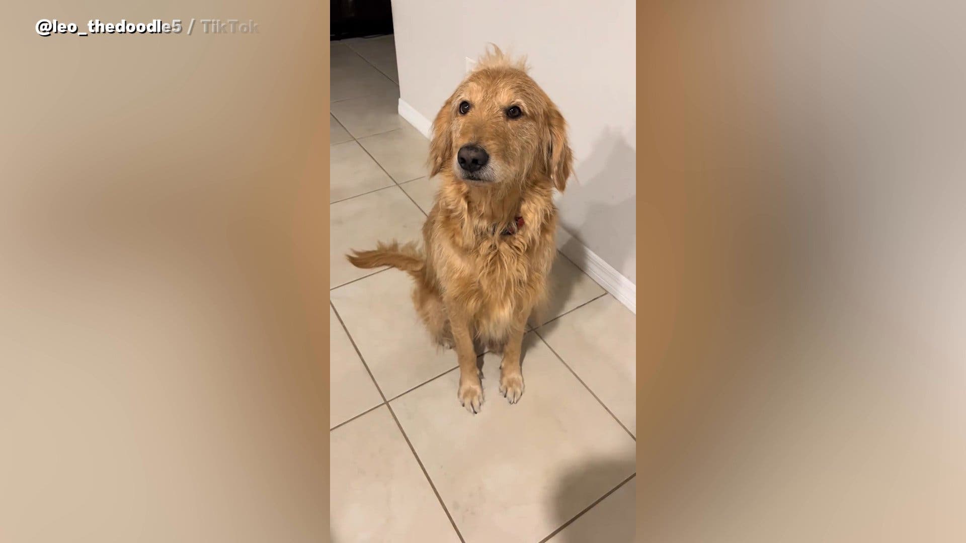 Dog’s Bed Head After Waking Up from Nap Delights Internet