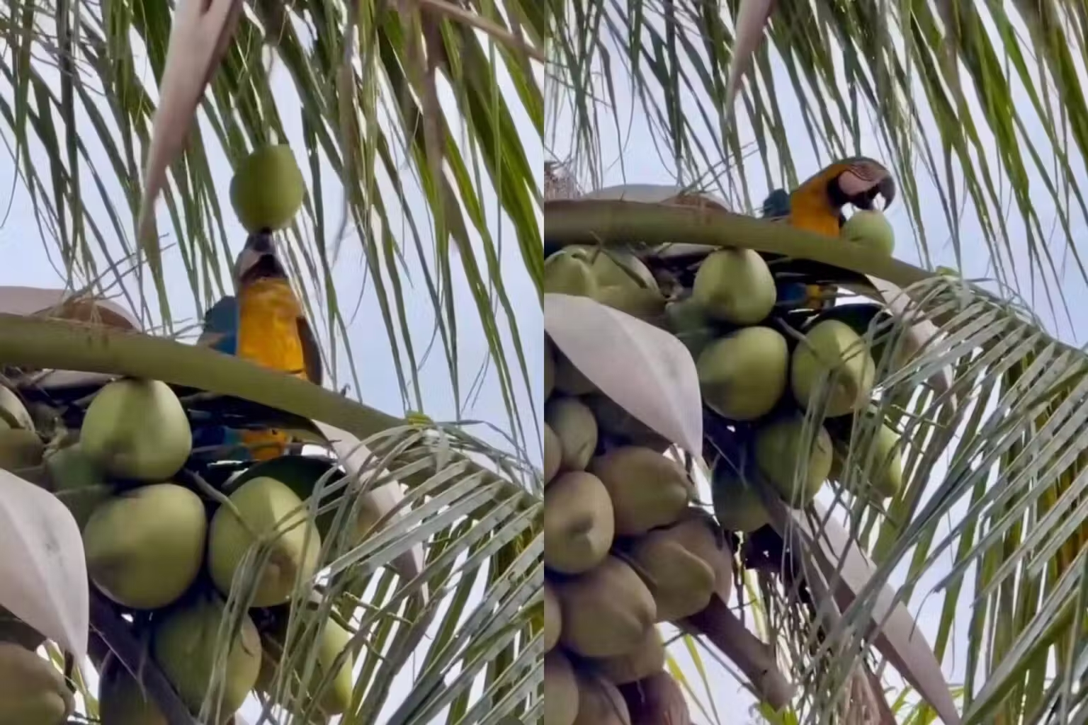 Arara viraliza ao agir com esperteza para saborear água de coco