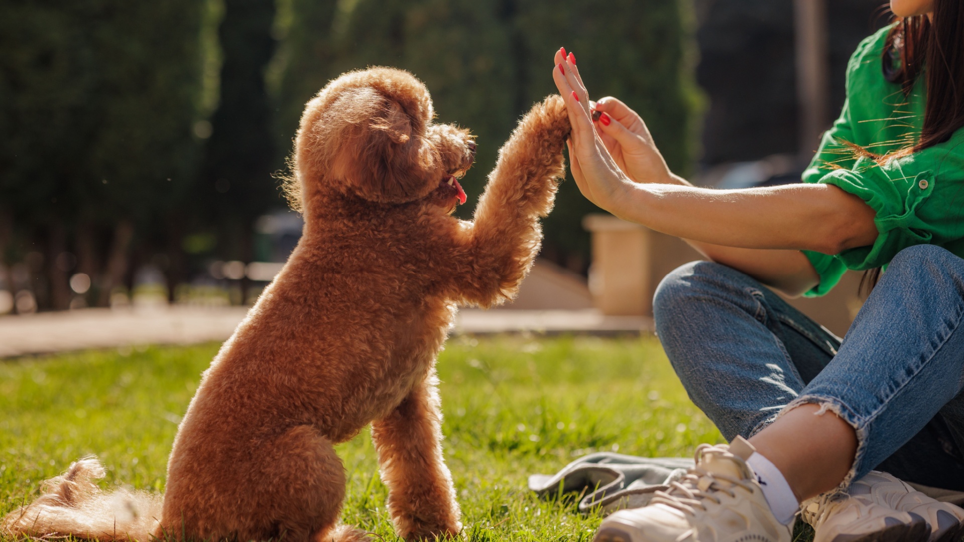 8 Of The Easiest Dog Breeds To Train, According To A Behaviorist