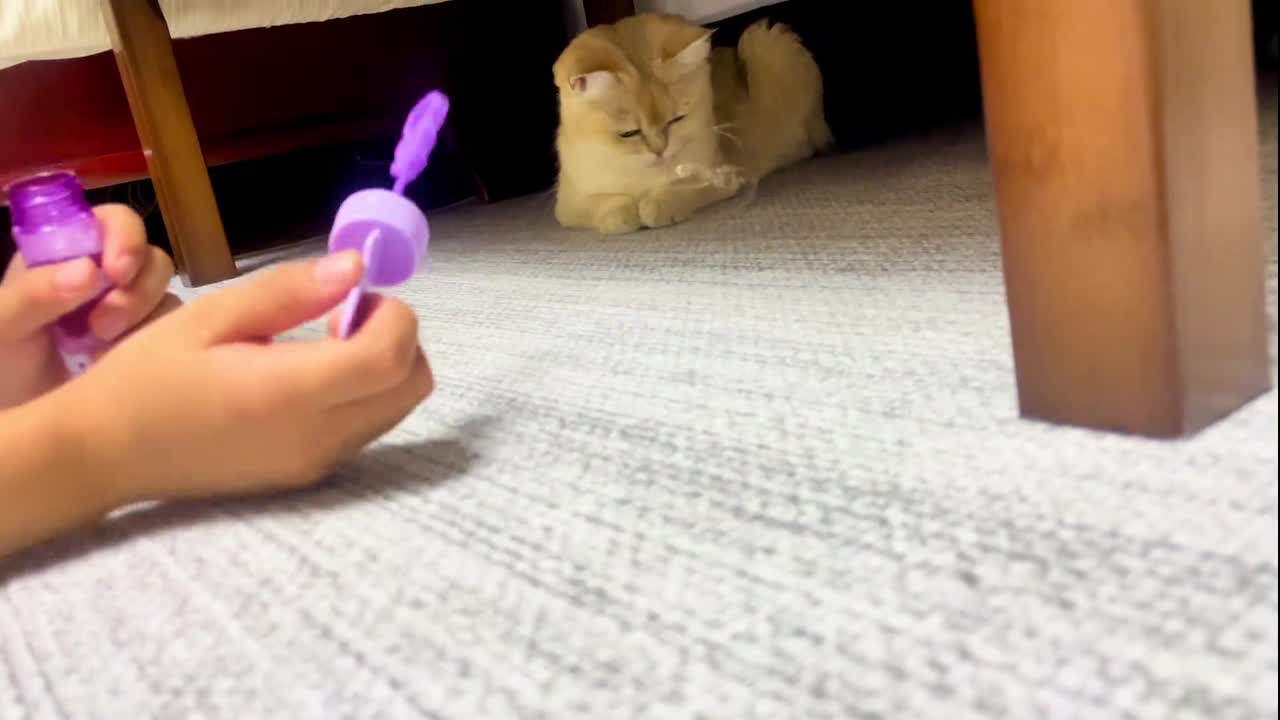 Cat plays with soap bubble in Shandong, China