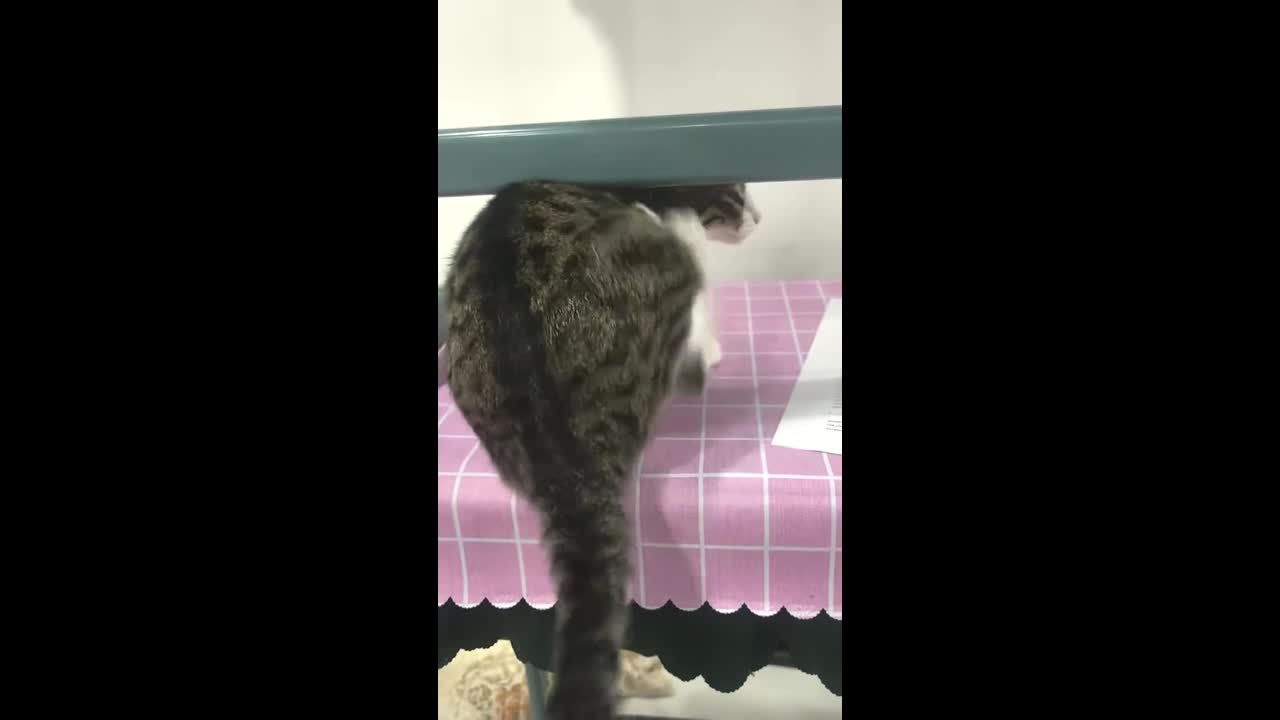 Cat struggles to scratch head in Liaoning, China
