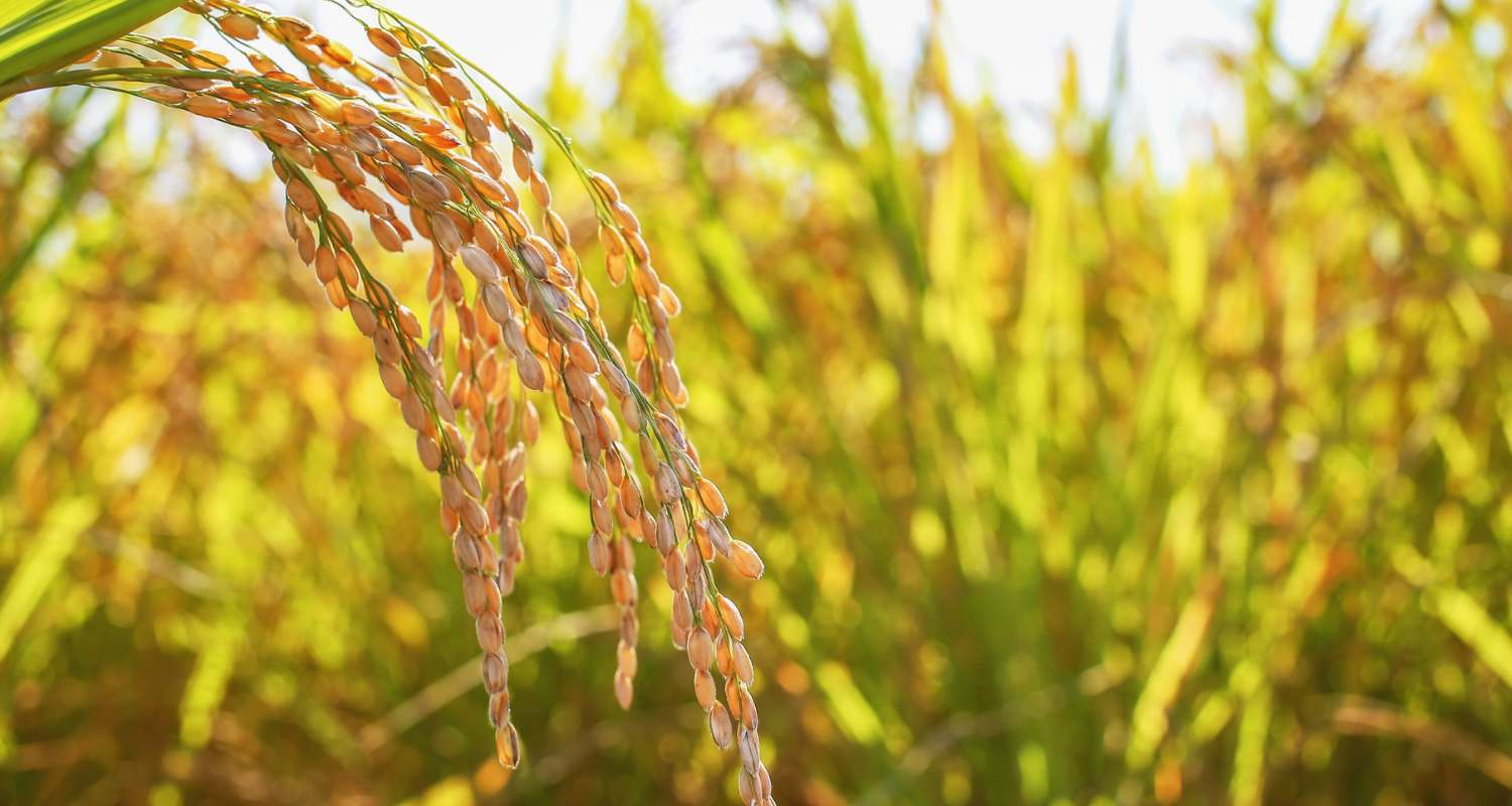 Telangana eyes 80 LMT kharif paddy procurement, seeks Centre’s help