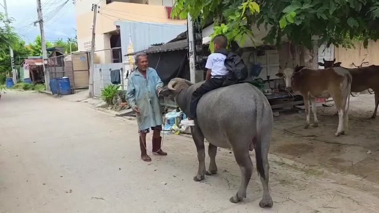 Schoolboy rides his pet buffalo to classes in Thailand