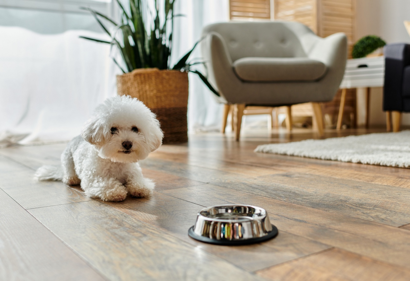 10 Canadian Pets That Thrive In Small Apartments