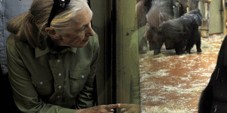 Kvinnan som lärde oss att schimpanser har känslor har gått bort