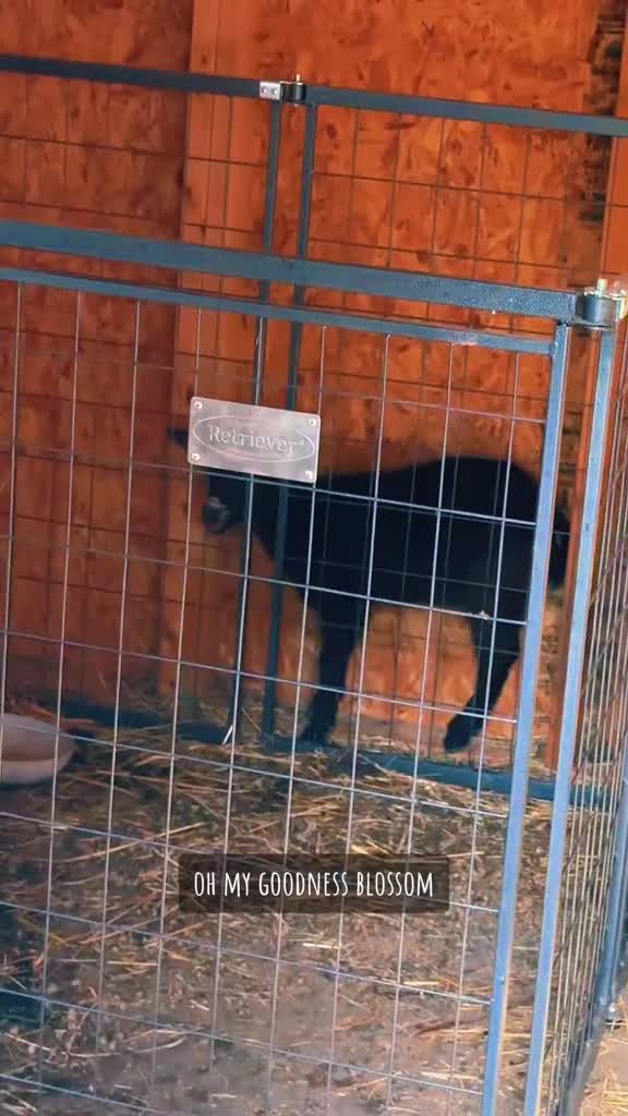 I Rescued My Goats After They Got Locked in the Shed!