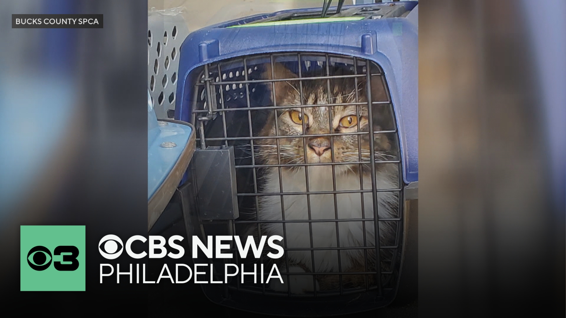 Bucks County SPCA rescues nearly 70 cats from Bensalem nonprofit