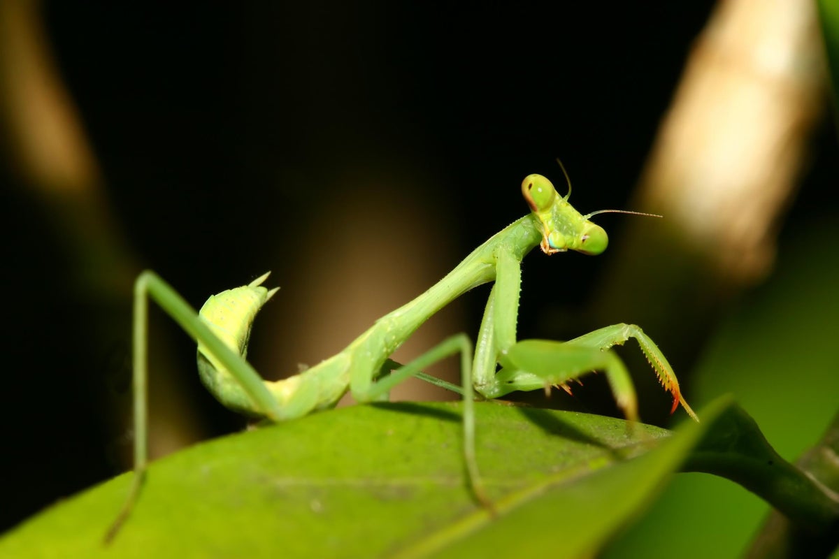 Praying mantises spotted in mainland England for the first time ‘may ...
