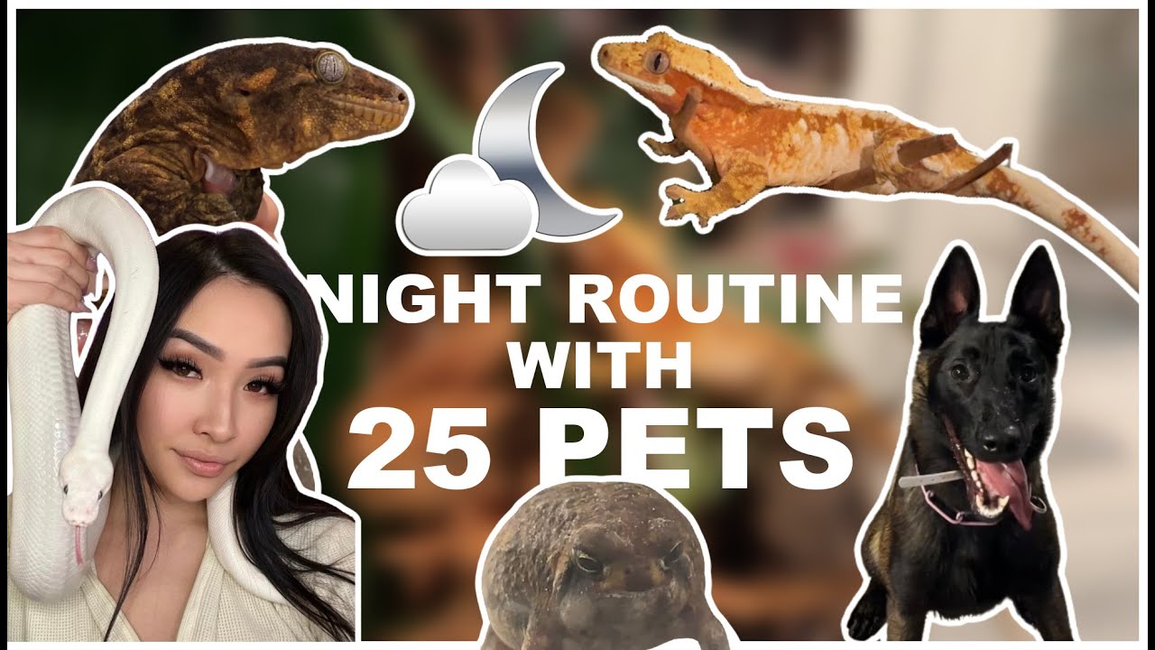 My nighttime routine with 25 pets