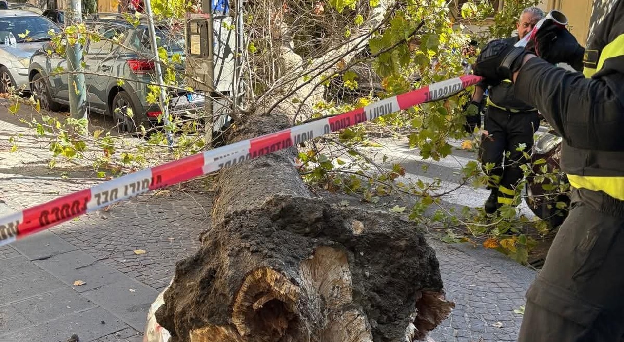 Forti raffiche di vento a Napoli, crolla un (altro) albero al Vomero