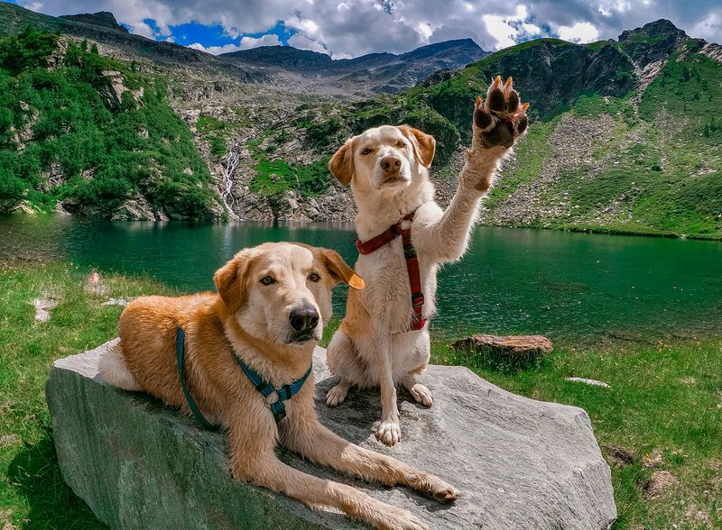 15 Dog Breeds That Create Strong Emotional Bonds With Their Humans