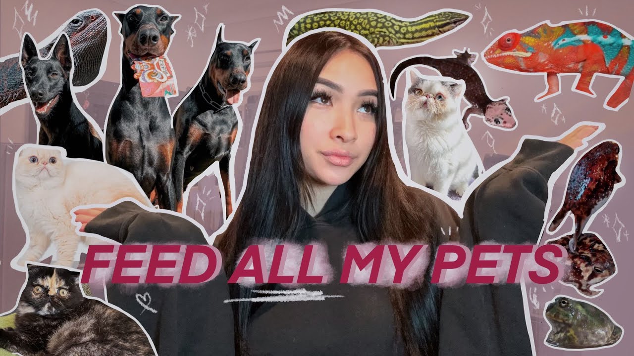 Feeding Time With a Whole Pack of Cute Pets